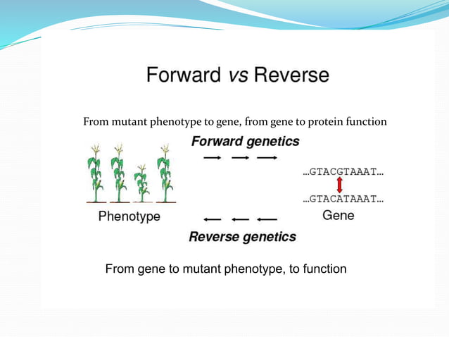 Forward and reverse genetics | PPTX