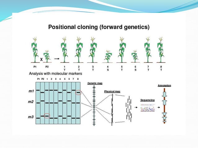 Forward and reverse genetics | PPTX