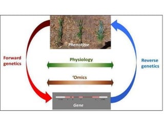 Forward genetics | PPTX