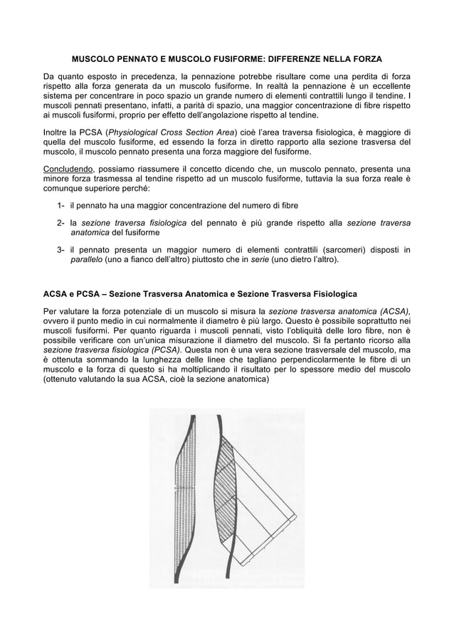 Forza muscolare | PDF