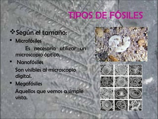 Los fósiles | PPT