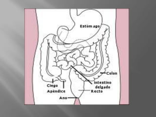 Fosa Ilíaca Derecha