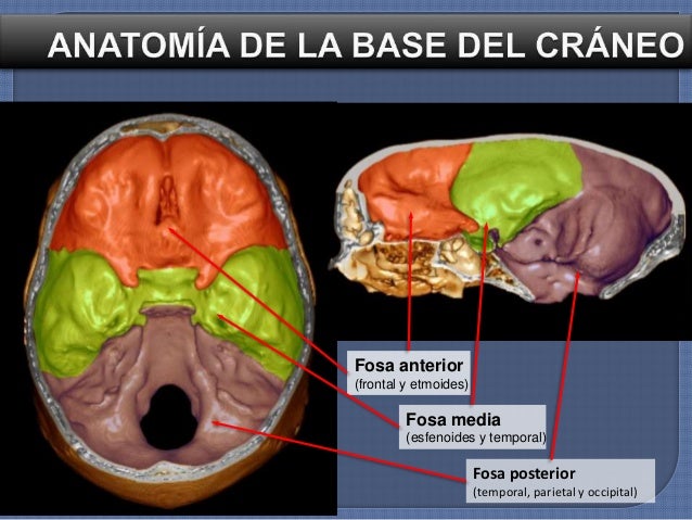 FOSA CRANEAL ANTERIOR