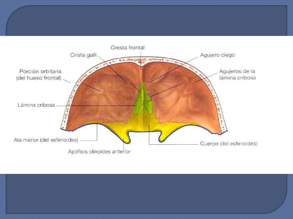 FOSA CRANEAL ANTERIOR