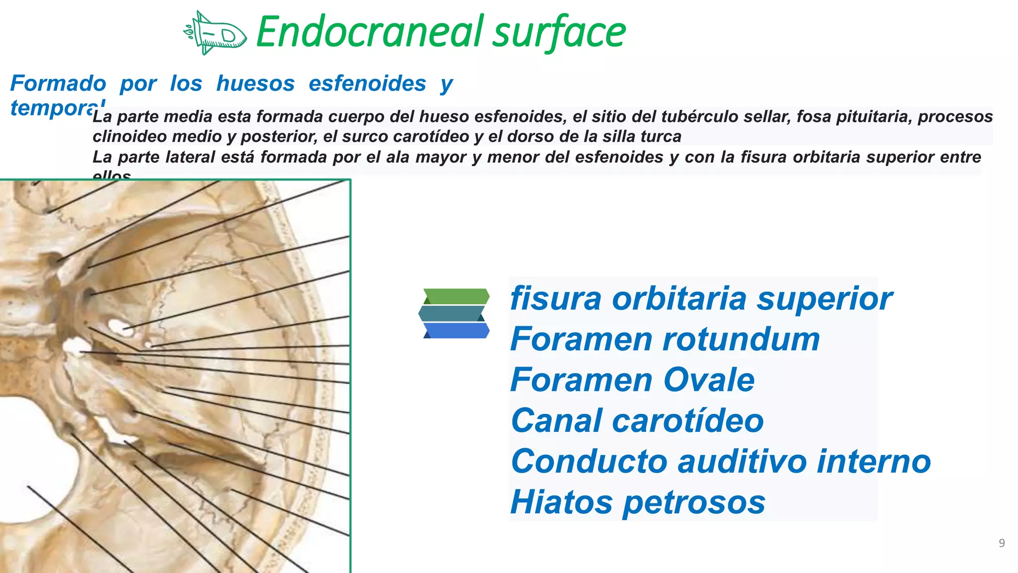 Fosa craneal media | PPTX