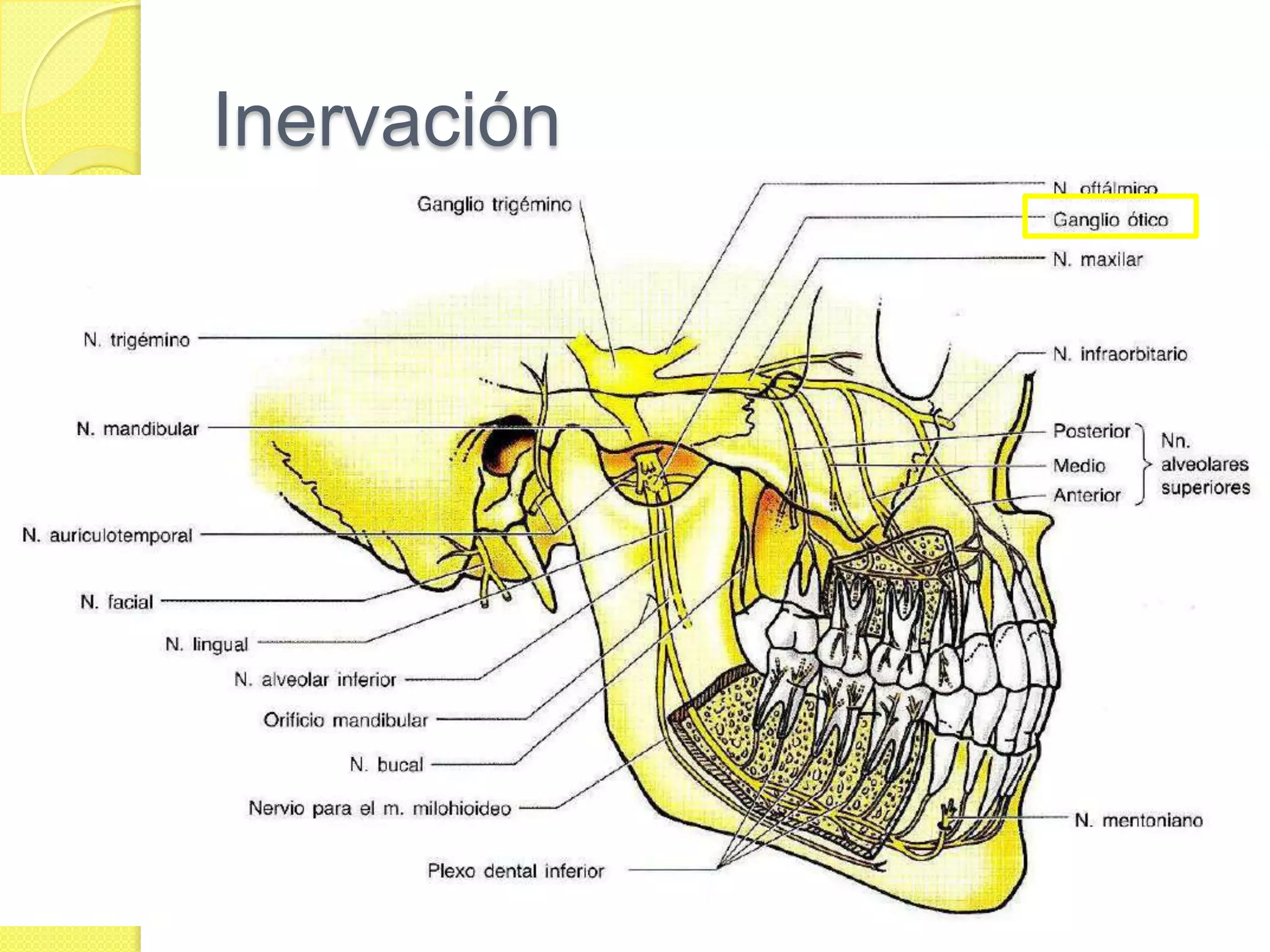 Fosa infratempora - músculos, vascularización y inervación | PPTX