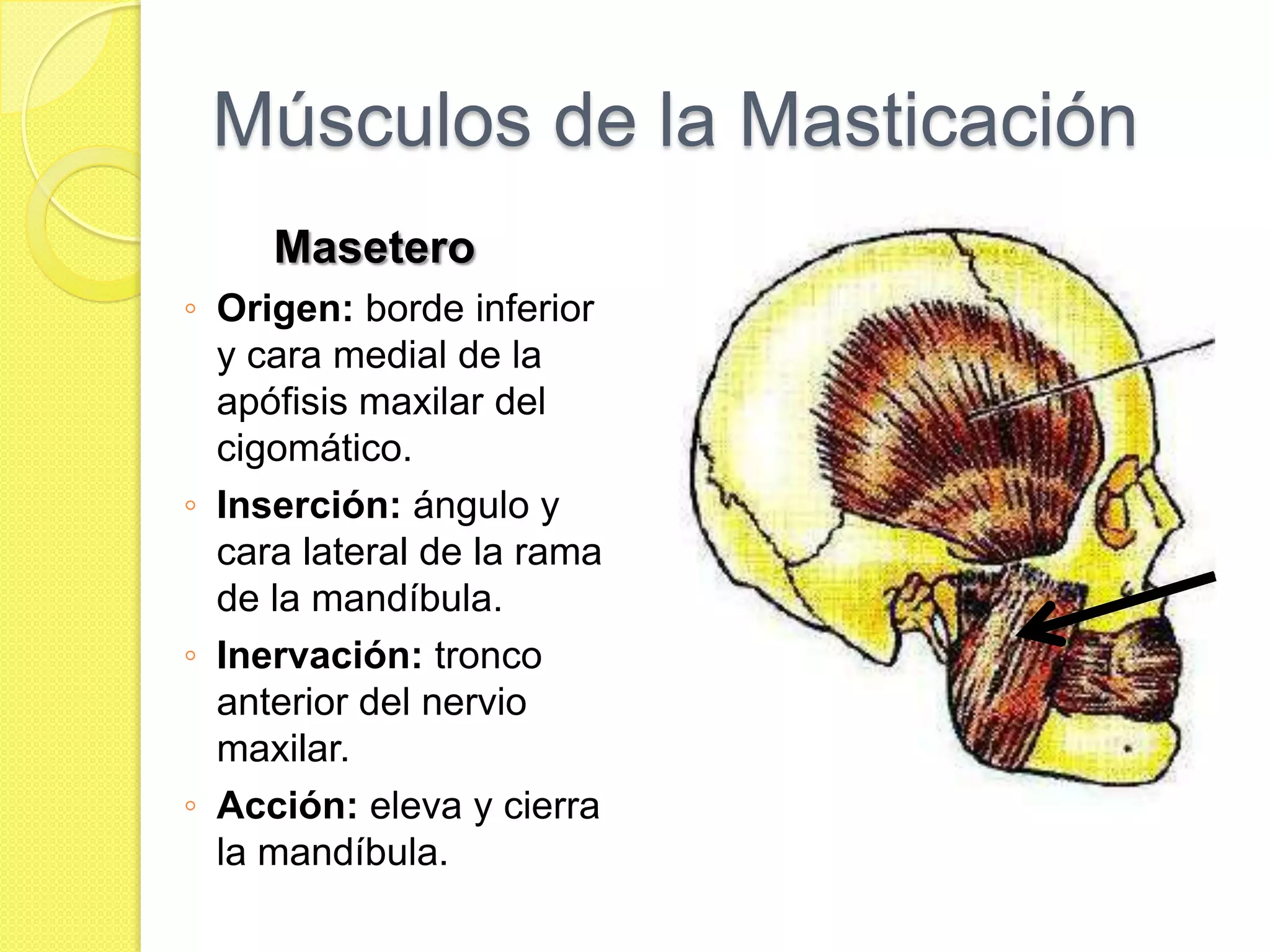 Fosa infratempora - músculos, vascularización y inervación | PPTX