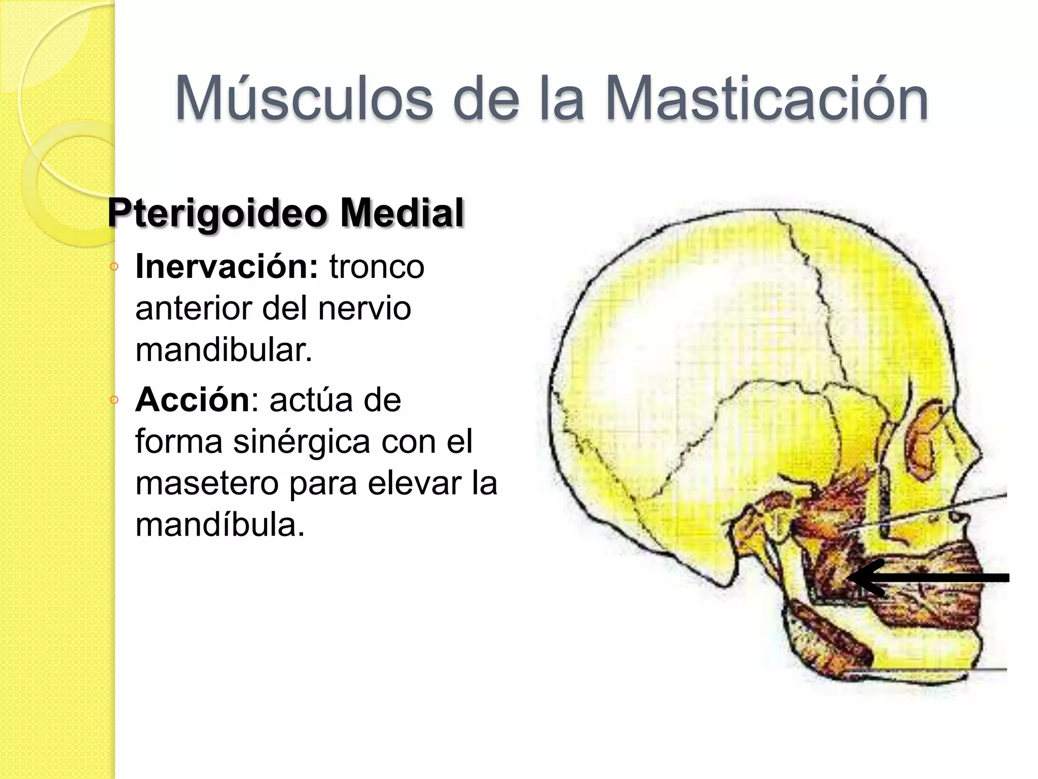 Fosa infratempora - músculos, vascularización y inervación | PPTX