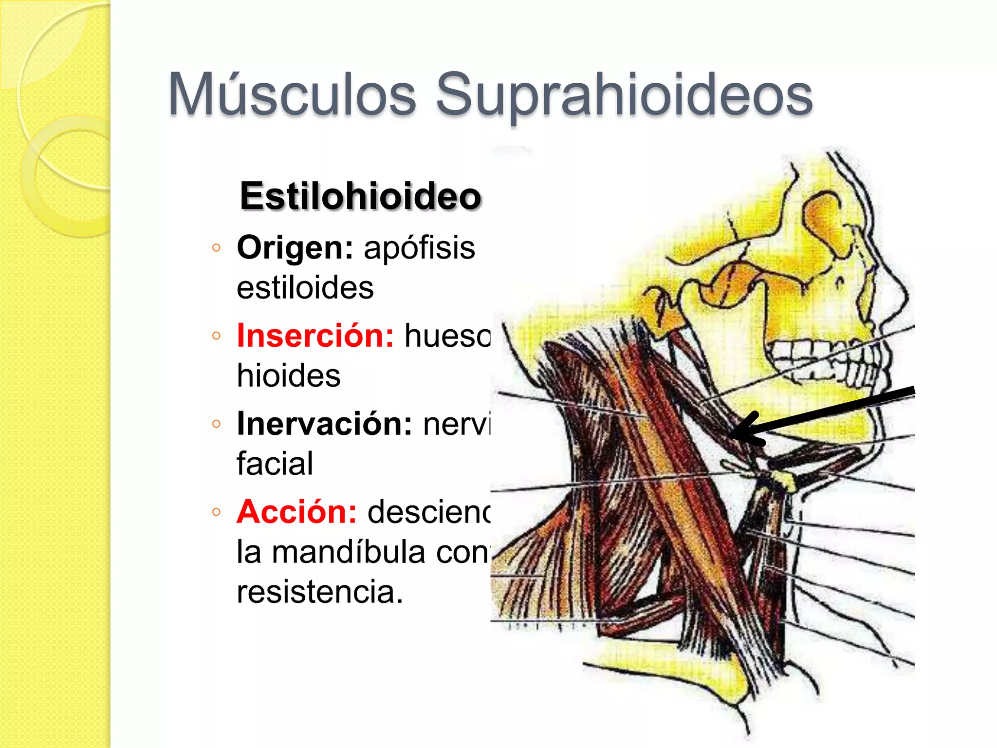Fosa infratempora - músculos, vascularización y inervación | PPTX
