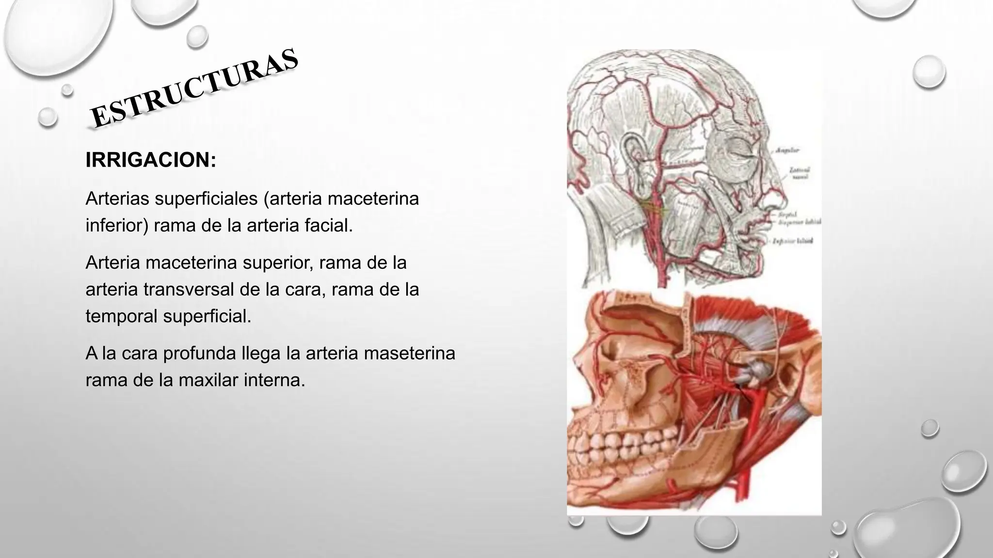 FOSA INFRATEMPORAL: TAMBIEN CONOCIDO COMO fosa cigomática | PPTX | Ear ...