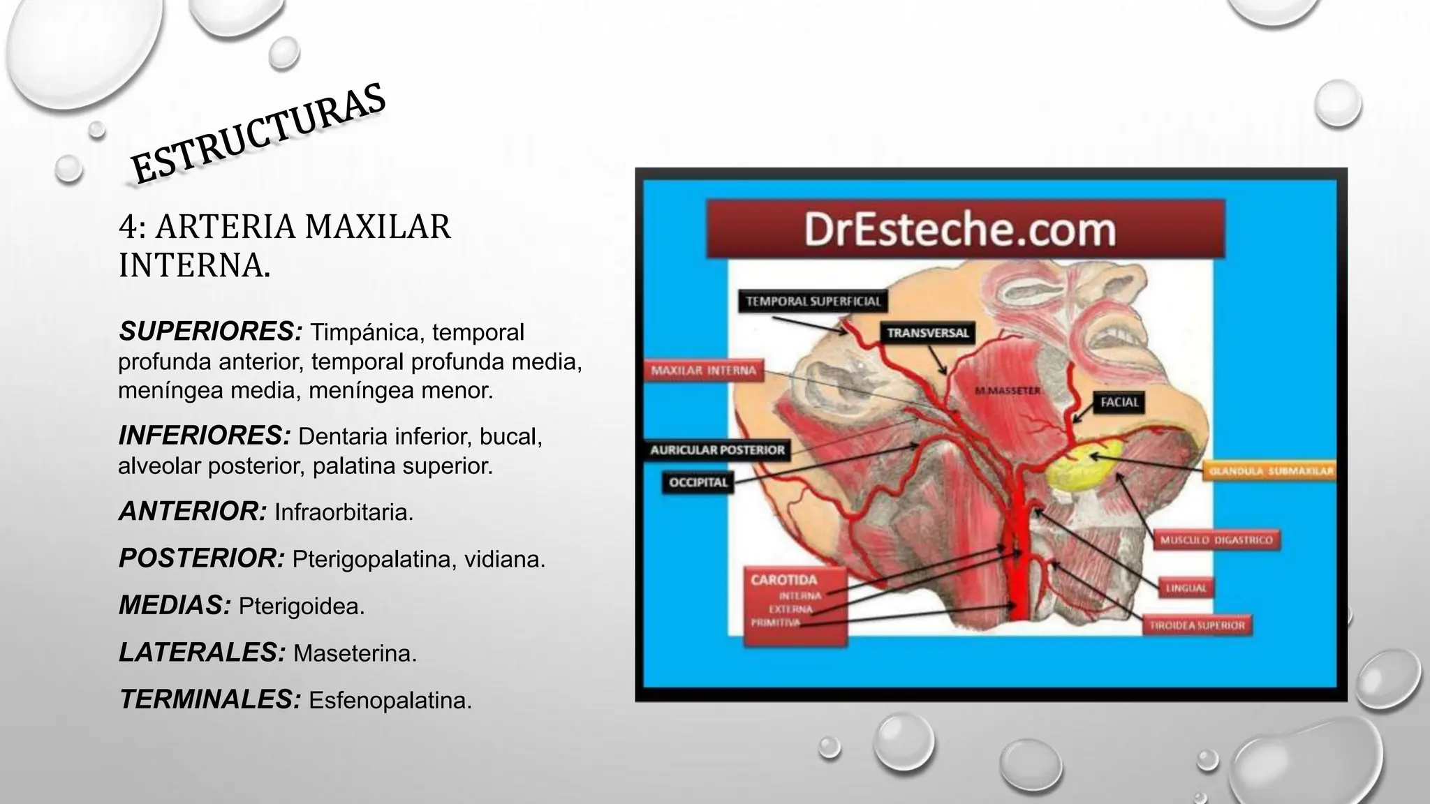 FOSA INFRATEMPORAL: TAMBIEN CONOCIDO COMO fosa cigomática | PPTX | Ear ...