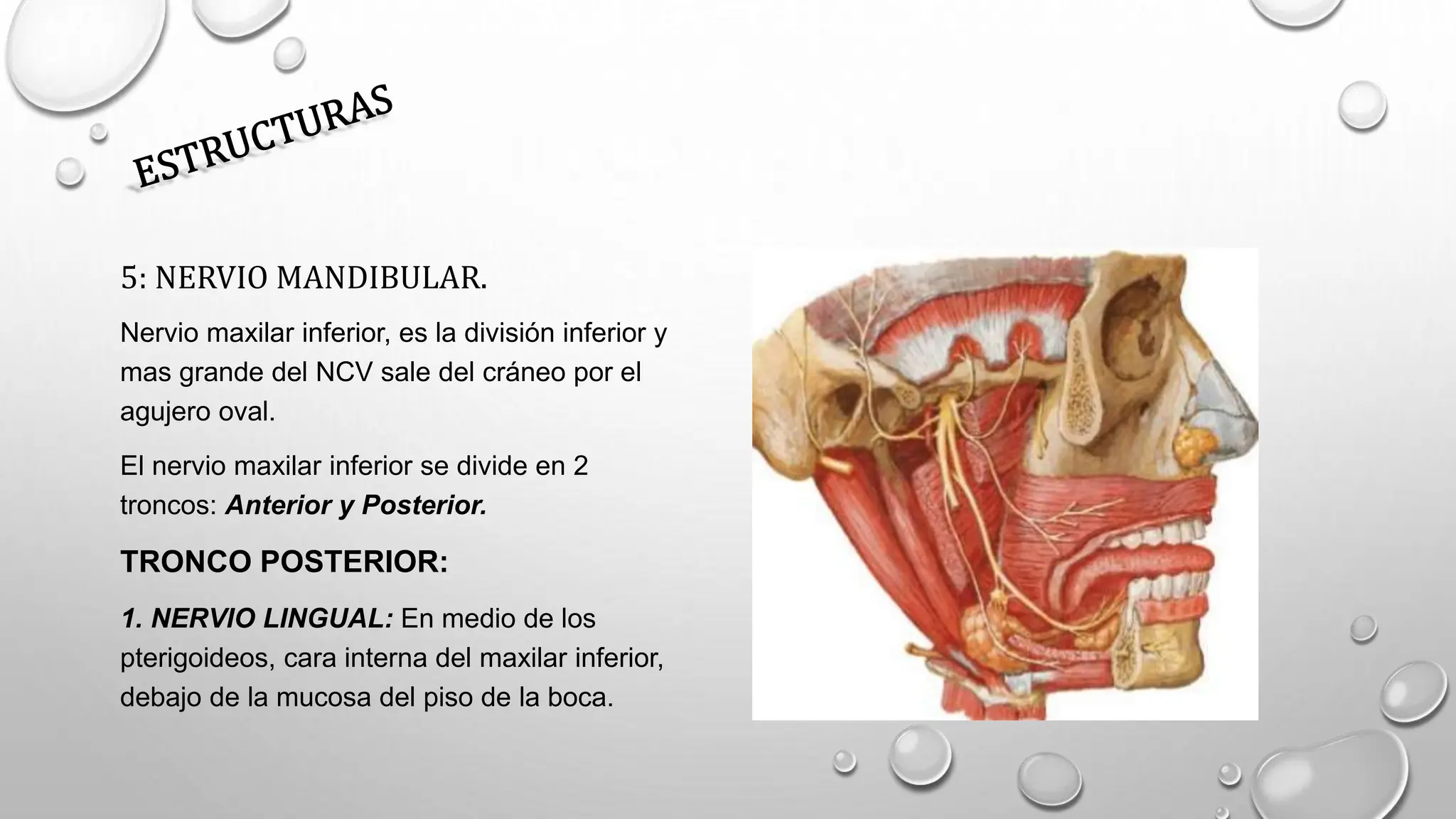 FOSA INFRATEMPORAL: TAMBIEN CONOCIDO COMO fosa cigomática | PPTX | Ear ...