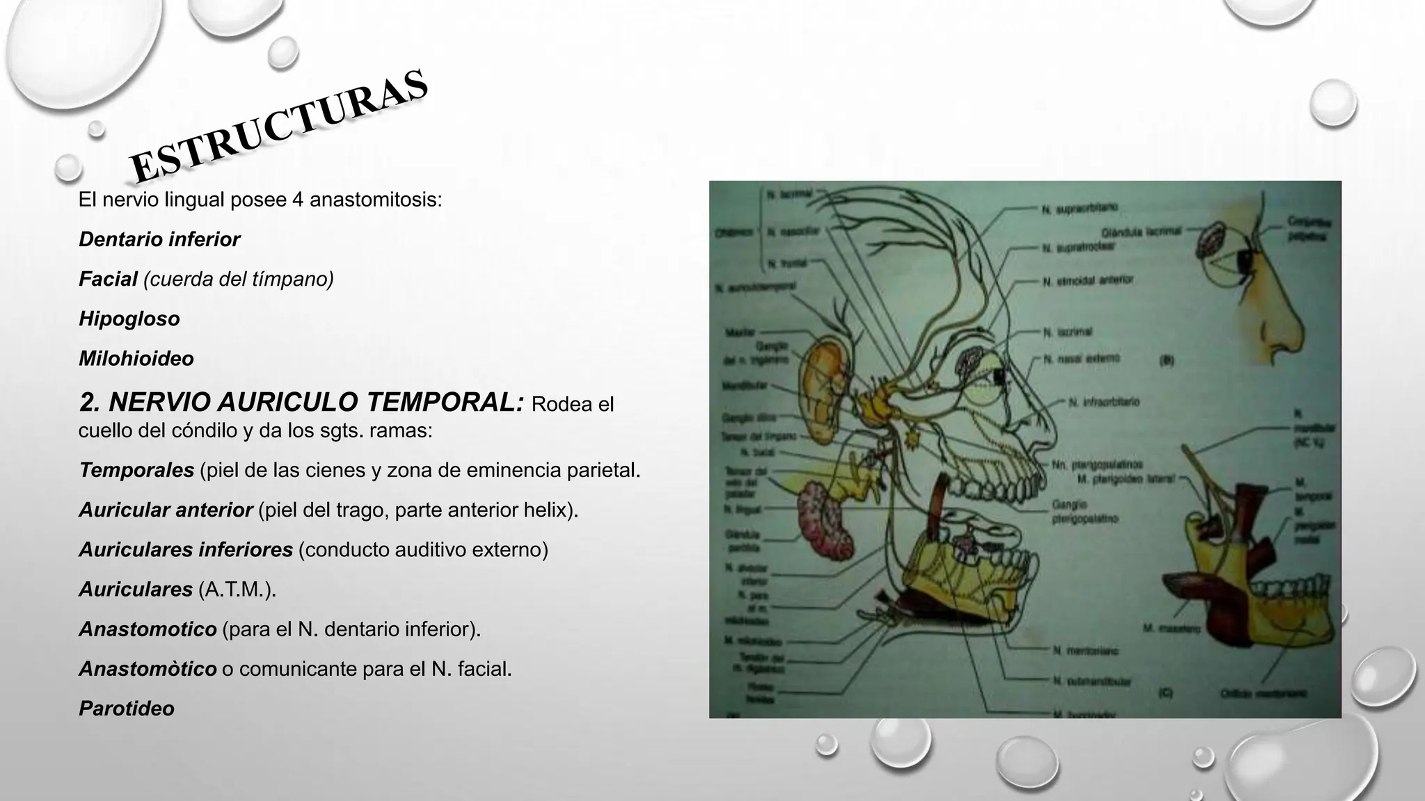 FOSA INFRATEMPORAL: TAMBIEN CONOCIDO COMO fosa cigomática | PPTX | Ear ...