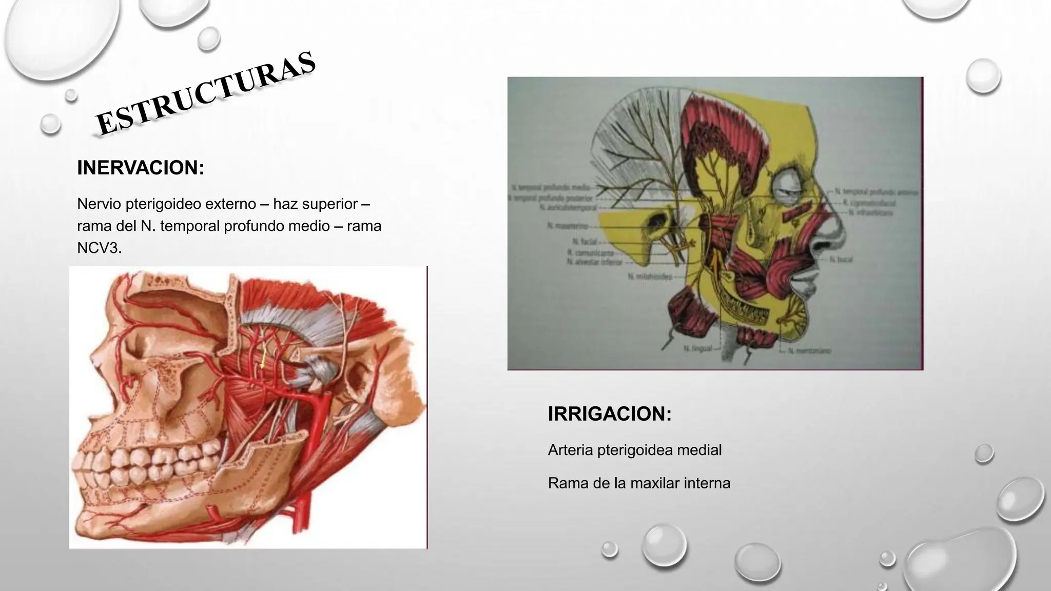FOSA INFRATEMPORAL: TAMBIEN CONOCIDO COMO fosa cigomática | PPTX | Ear ...