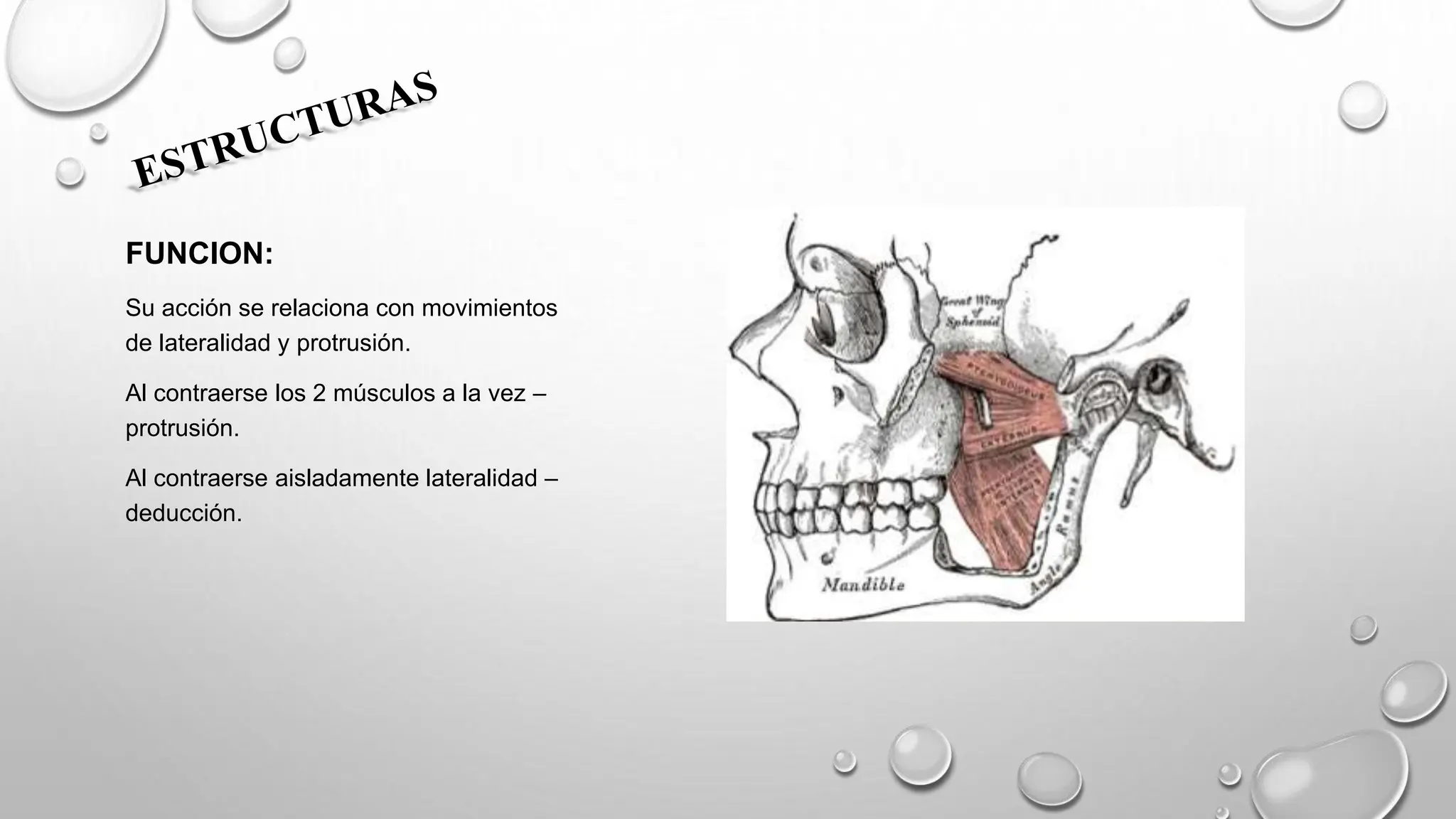FOSA INFRATEMPORAL: TAMBIEN CONOCIDO COMO fosa cigomática | PPTX | Ear ...