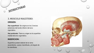 FOSA INFRATEMPORAL: TAMBIEN CONOCIDO COMO fosa cigomática | PPTX