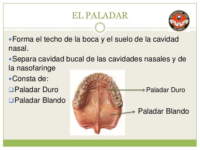 Fosa Nasal y Cavidad Oral