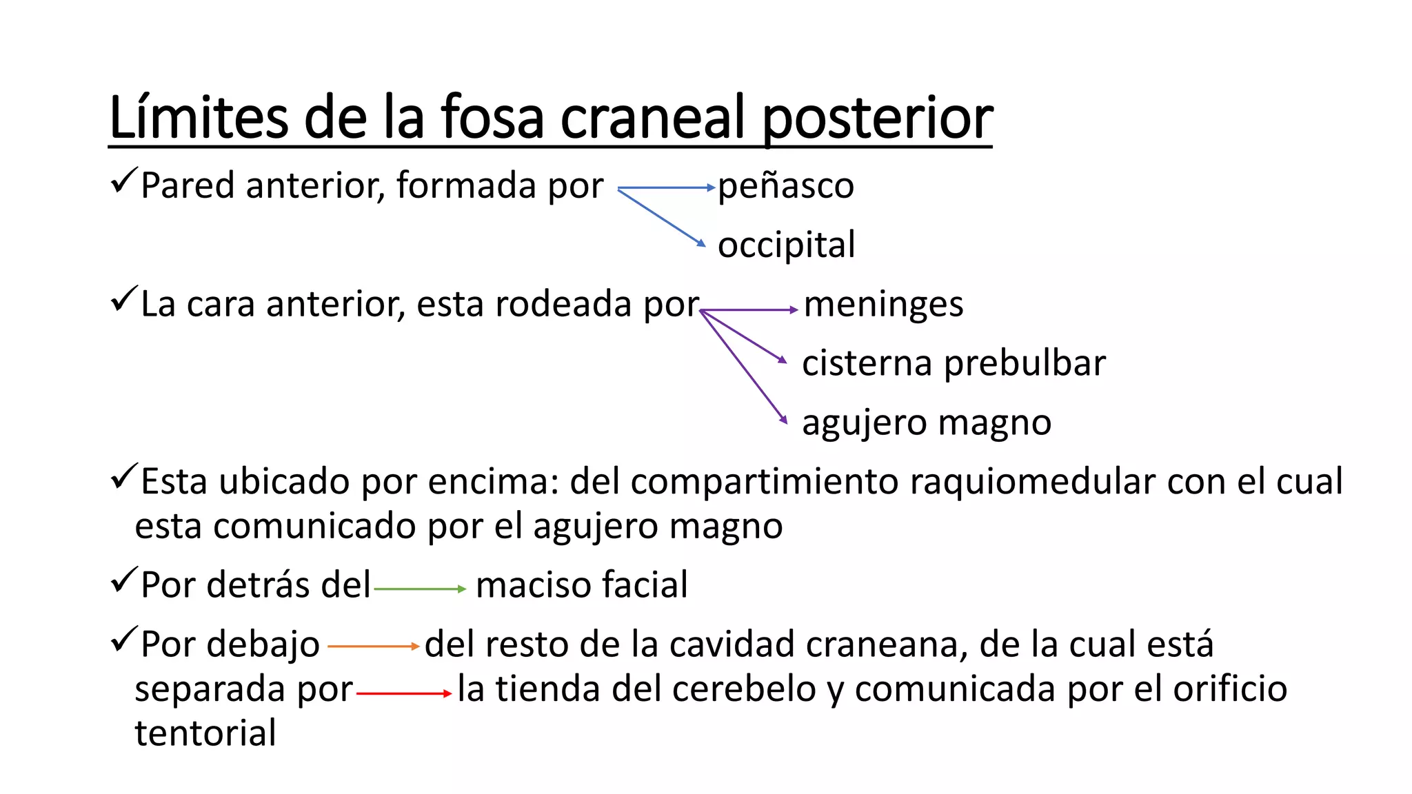 Fosa posterior | PDF