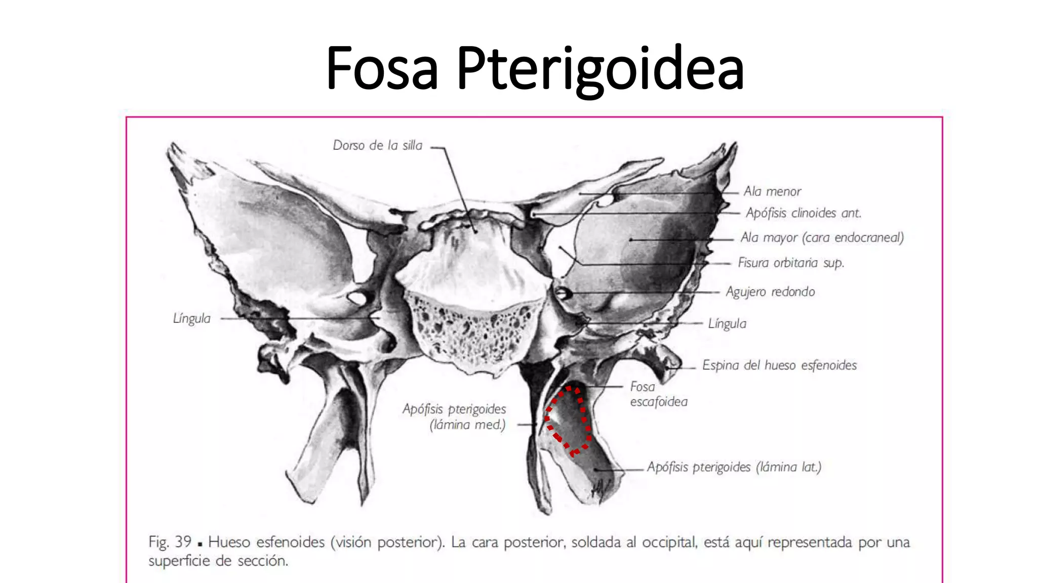 Fosa pterigoidea | PPTX