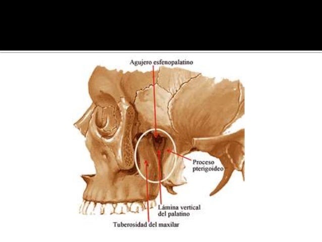 Fosa pterigopalatina