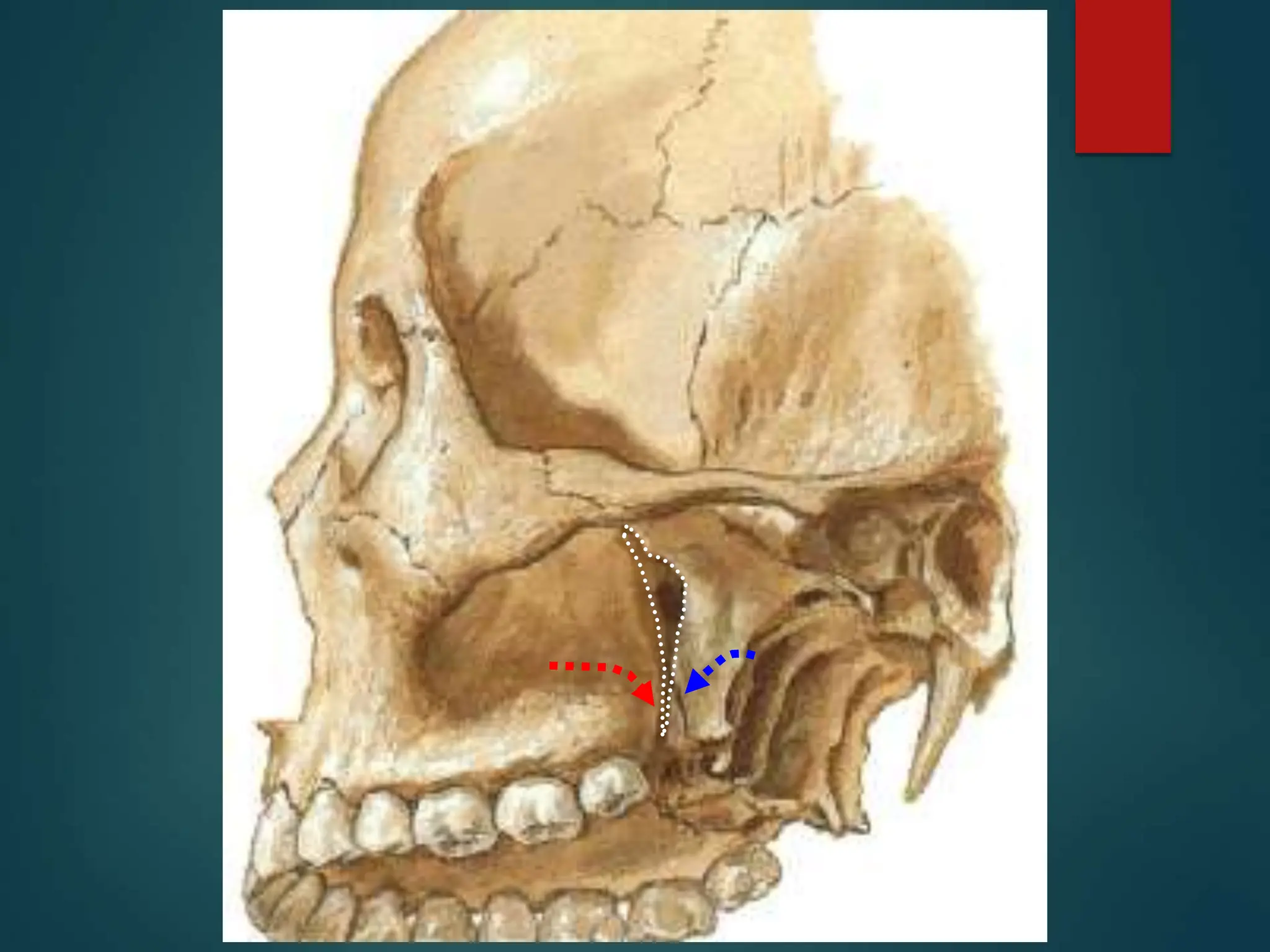 Fosa Pterigopalatina Con Imágenes Y Explicación Ppt