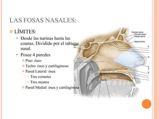 Fosas Nasales – Lengua Y OíDo | POT