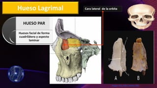 FOSAS DEL CRANEO Y HUESOS DE LA CARA | PDF