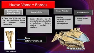 FOSAS DEL CRANEO Y HUESOS DE LA CARA | PDF