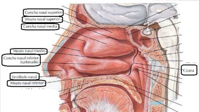 Fosas nasales anatomia | PPT