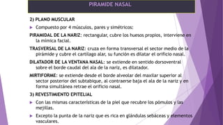 Fosas nasales anatomia | PPTX