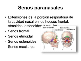 Fosas nasales (embriologia, histologia, anatomia) | PPTX