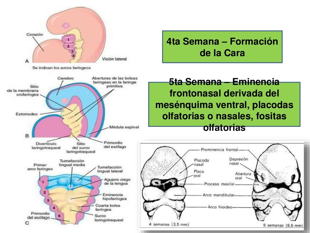 Fosas nasales (embriologia, histologia, anatomia)