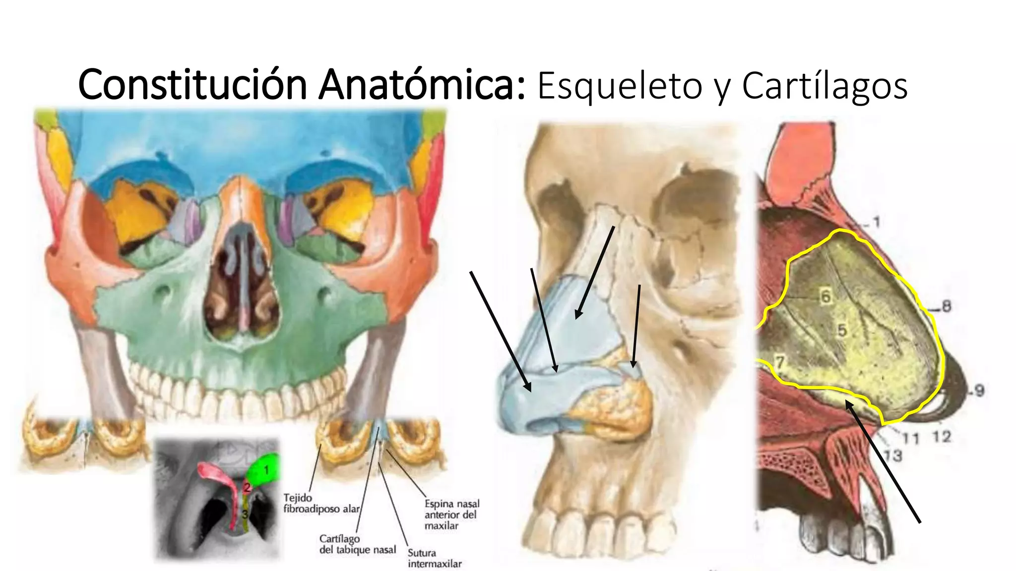 Anatomía Fosas nasales y nariz | PPTX