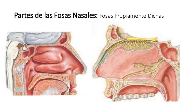 Anatomía Fosas nasales y nariz