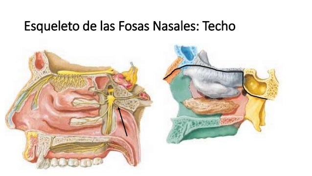 SENOS PARANASALES - Mind Map