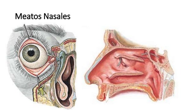 Anatomía Fosas nasales y nariz