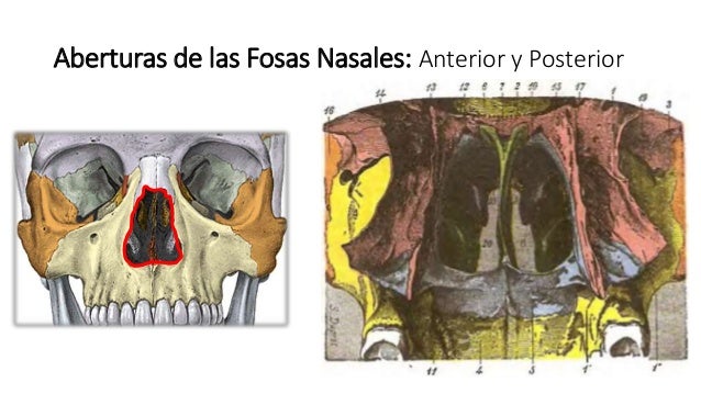 Anatomía Fosas nasales y nariz