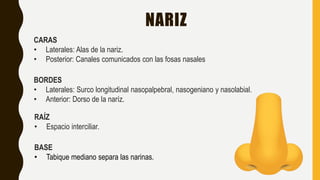 Fosas nasales y senos paranasales | PPTX