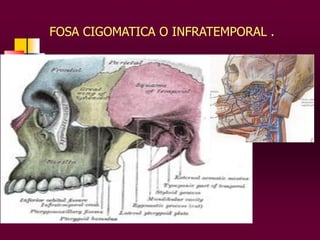 Fosas temporal, cigomatica y pterigopalatina | PDF
