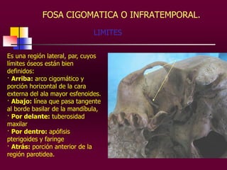Fosas temporal, cigomatica y pterigopalatina | PDF