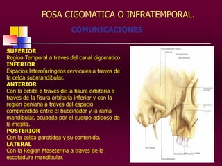 Fosas temporal, cigomatica y pterigopalatina | PDF