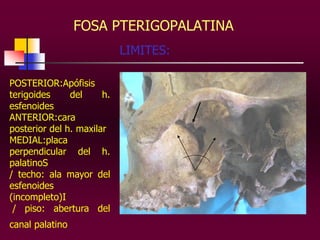 Fosas temporal, cigomatica y pterigopalatina | PDF