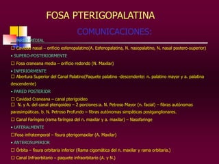 Fosas temporal, cigomatica y pterigopalatina | PDF
