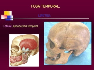 Fosas temporal, cigomatica y pterigopalatina | PDF