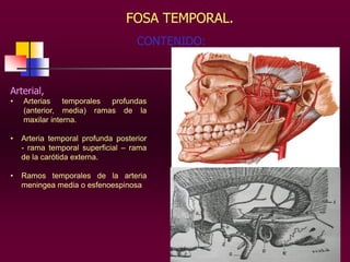 Fosas temporal, cigomatica y pterigopalatina | PDF