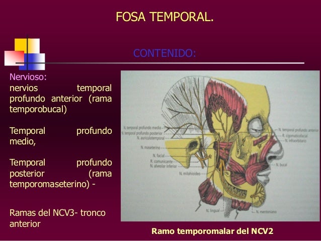 Fosa Temporal: Anatomía, Límites Y Contenido – FIHIDU