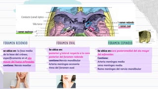 fosas y foramenes del Craneo,primer semestre | PDF