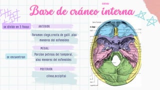 fosas y foramenes del Craneo,primer semestre | PDF