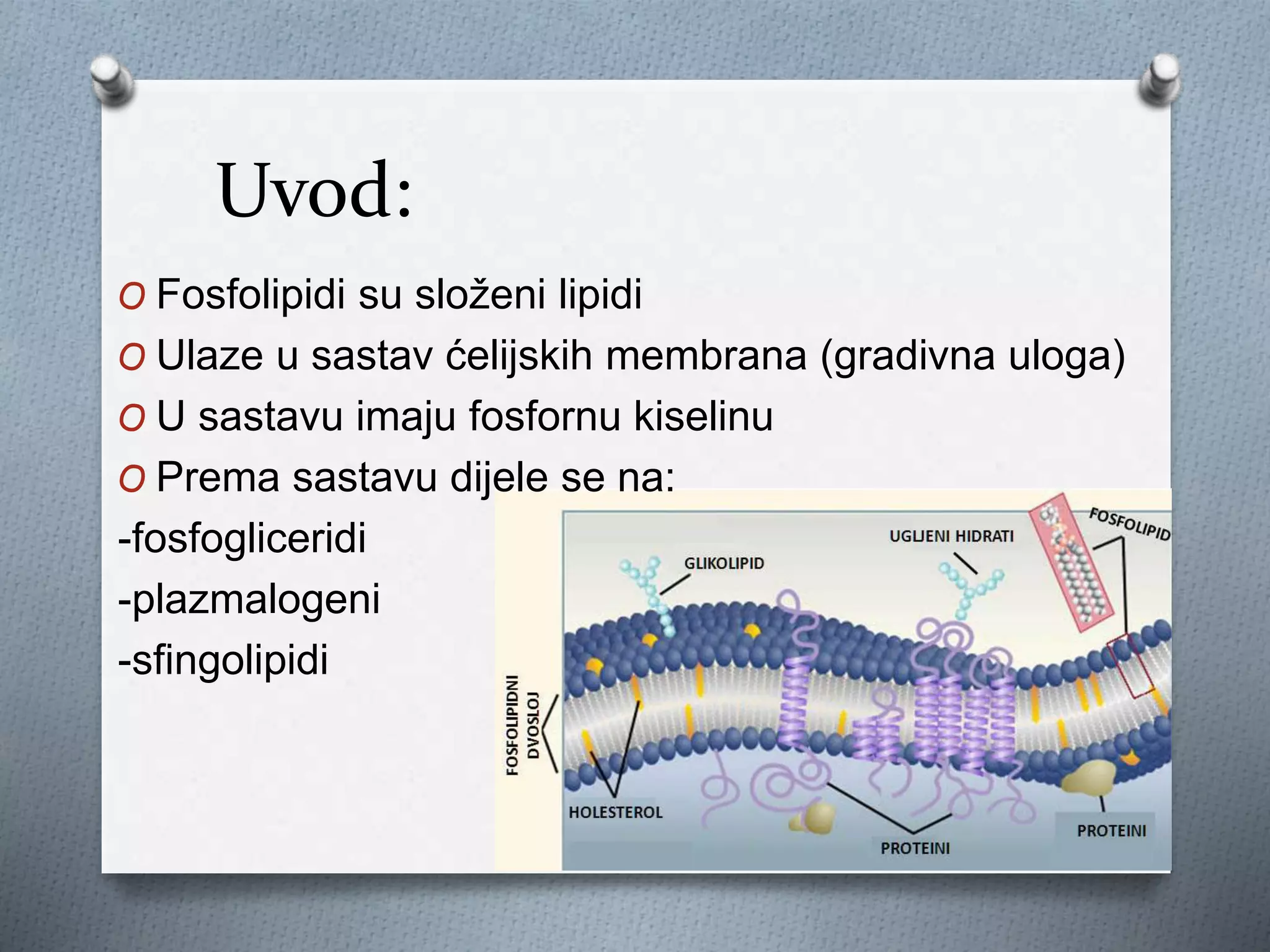 Fosfolipidi | PPTX
