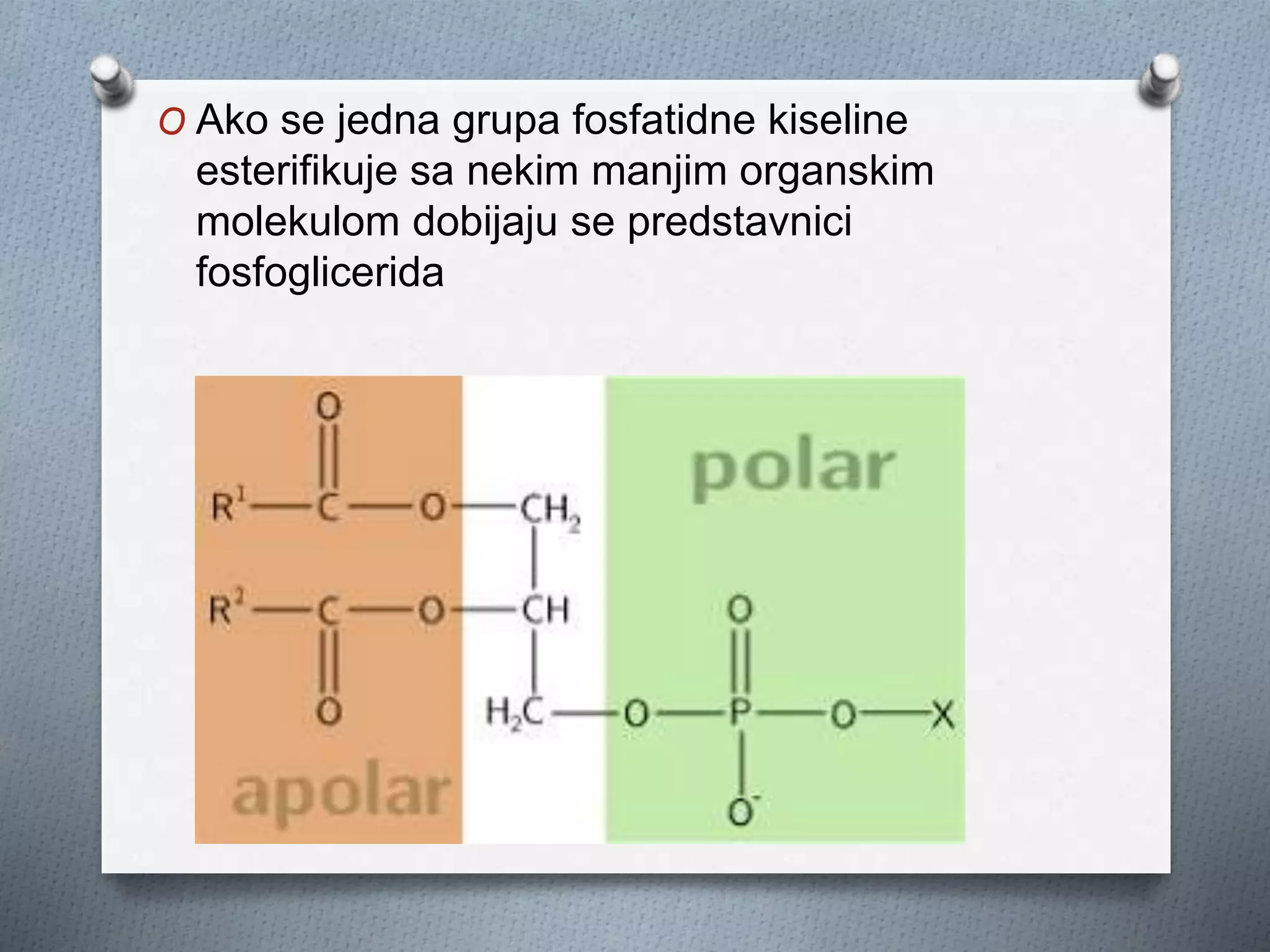 Fosfolipidi | PPTX